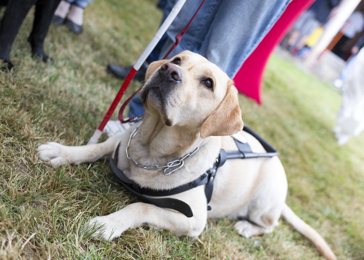 Service Animals and Your Retail Environment | Acuity